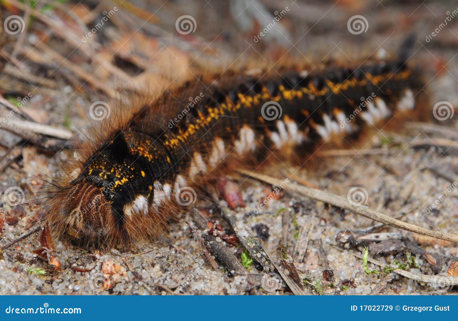 Euthrix potatoria stock image. Image of potatoria, color - 17022729