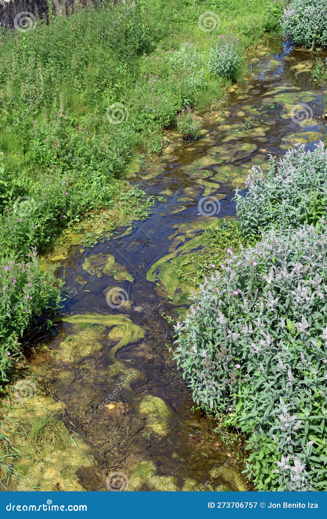 Eutrophication by Algae in a River Stock Image - Image of ...