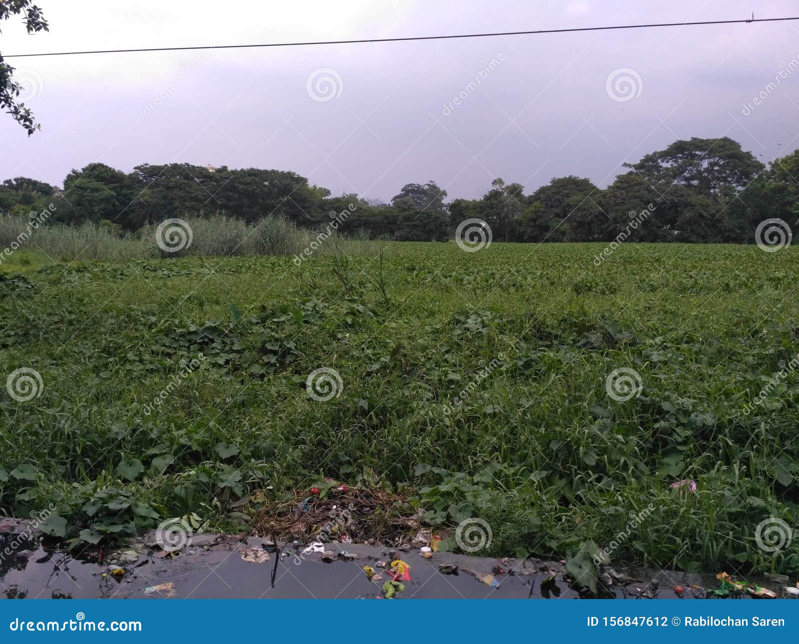 Eutrophication stock photo. Image of ecosystem, covered - 156847612
