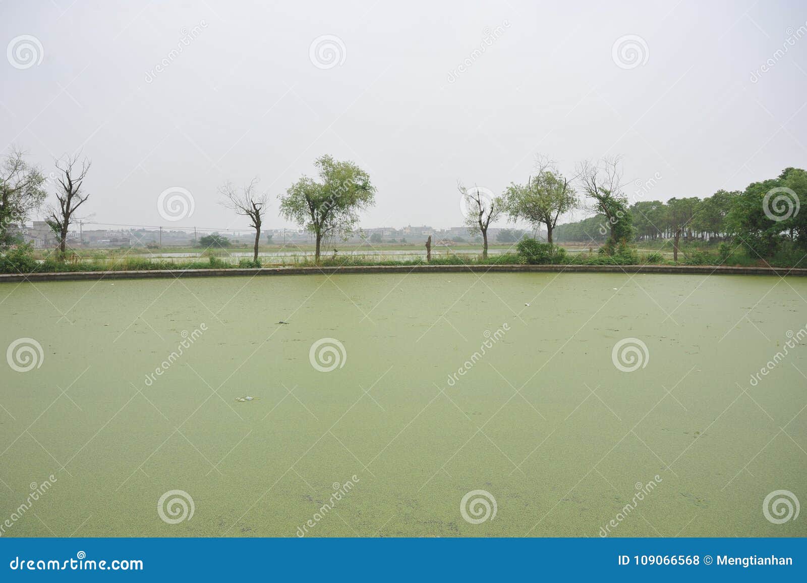 A Lake Polluted by Eutrophication Stock Photo - Image of growth, cone ...