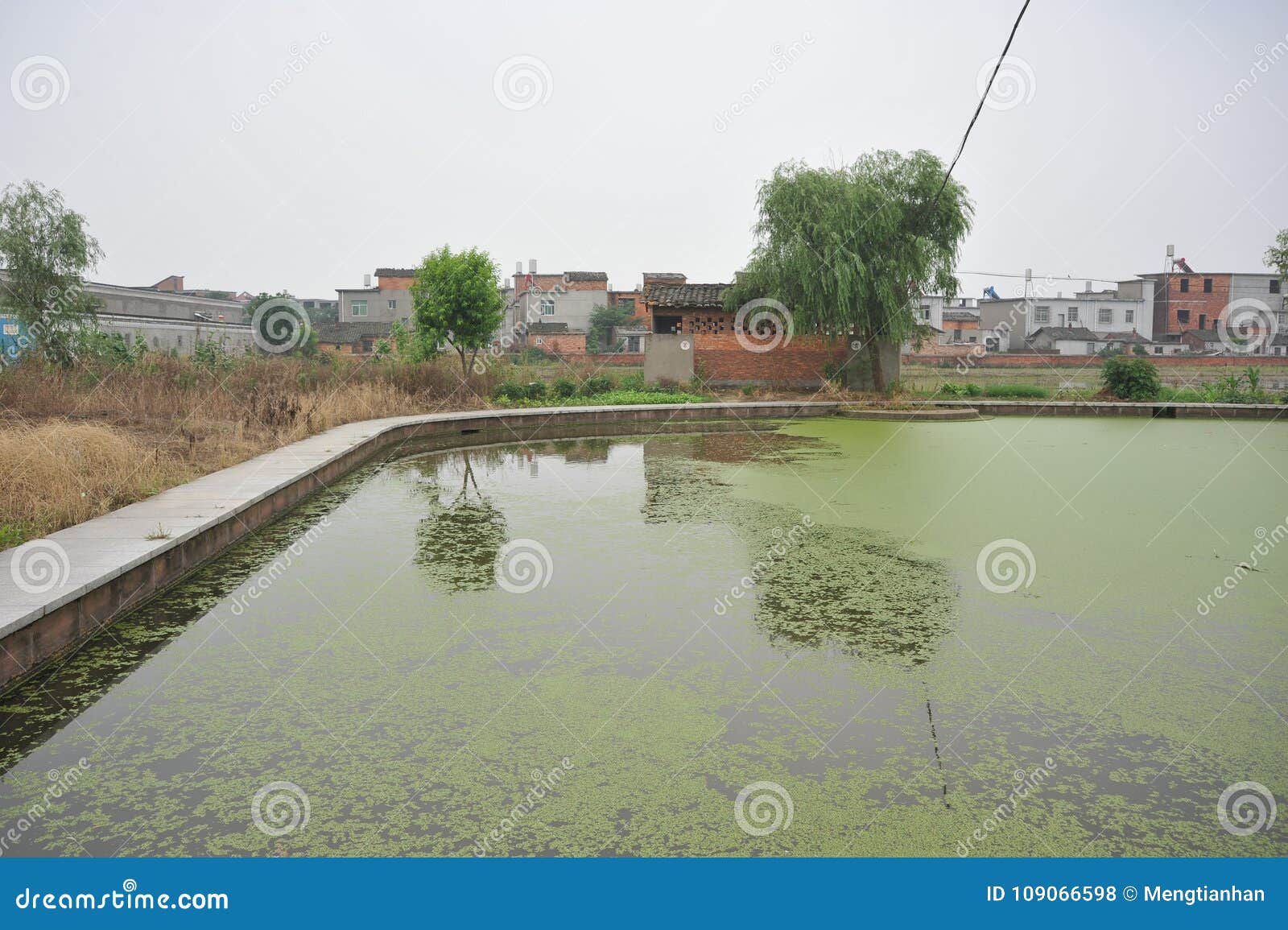 A Lake Polluted by Eutrophication Stock Photo - Image of biloba, dust ...