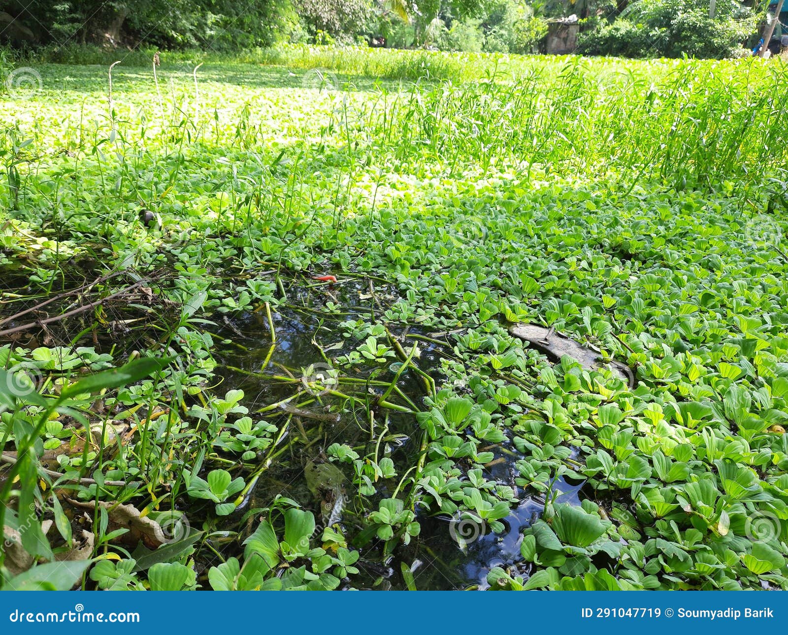 Eutrophication of a Pond in the Topic of Water Pollution Stock Image ...