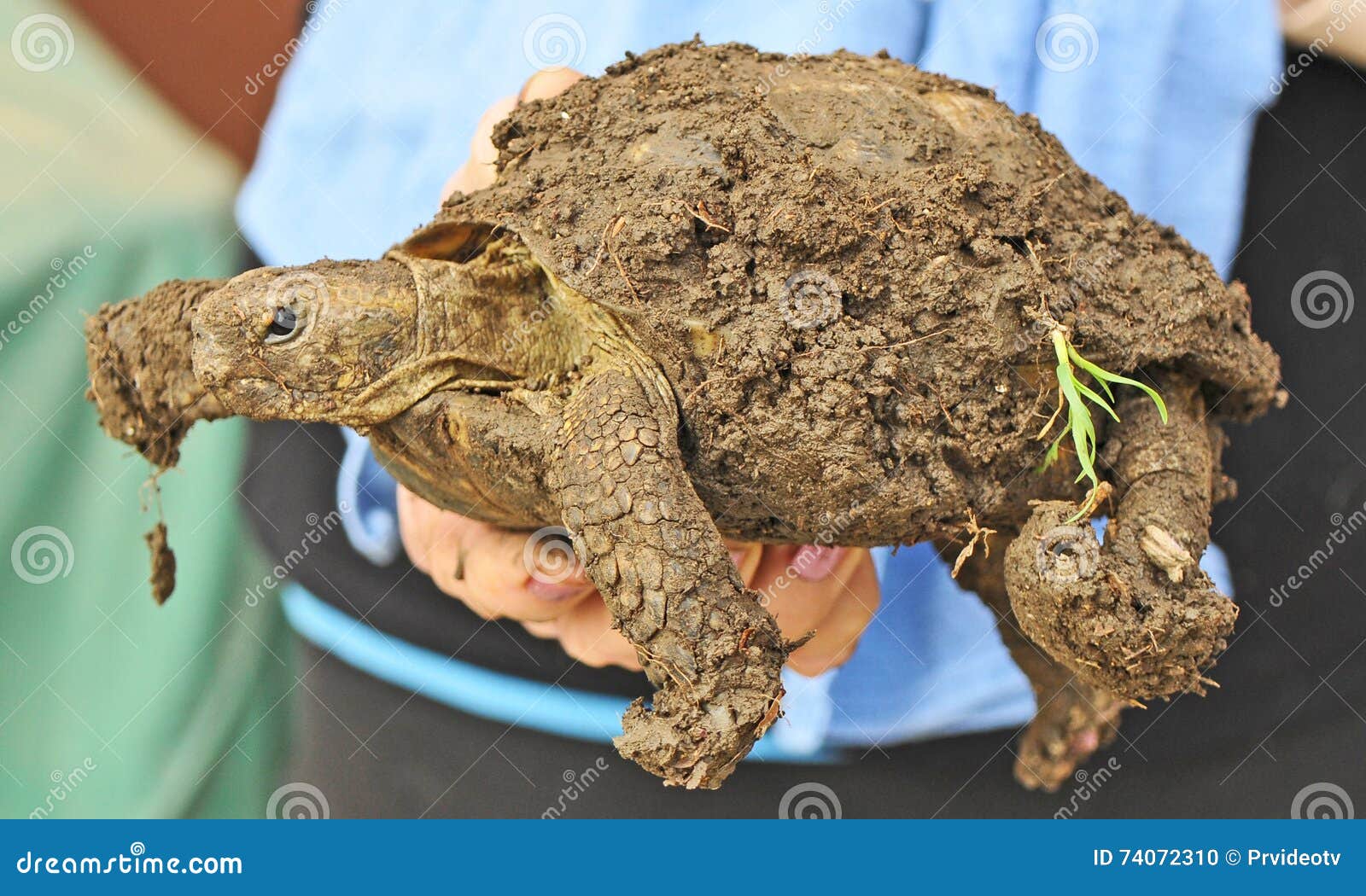 Eval The Muddy Box Turtle Stock Photo | CartoonDealer.com #74072310