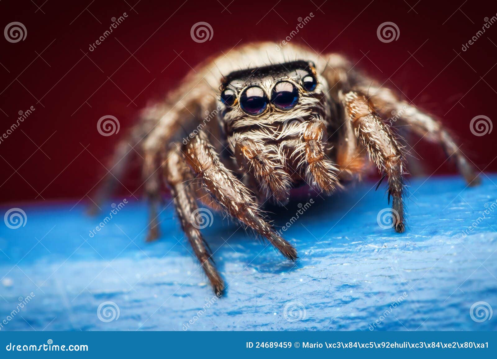 Evarcha Arcuata Jumping Spider Stock Image - Image of background ...