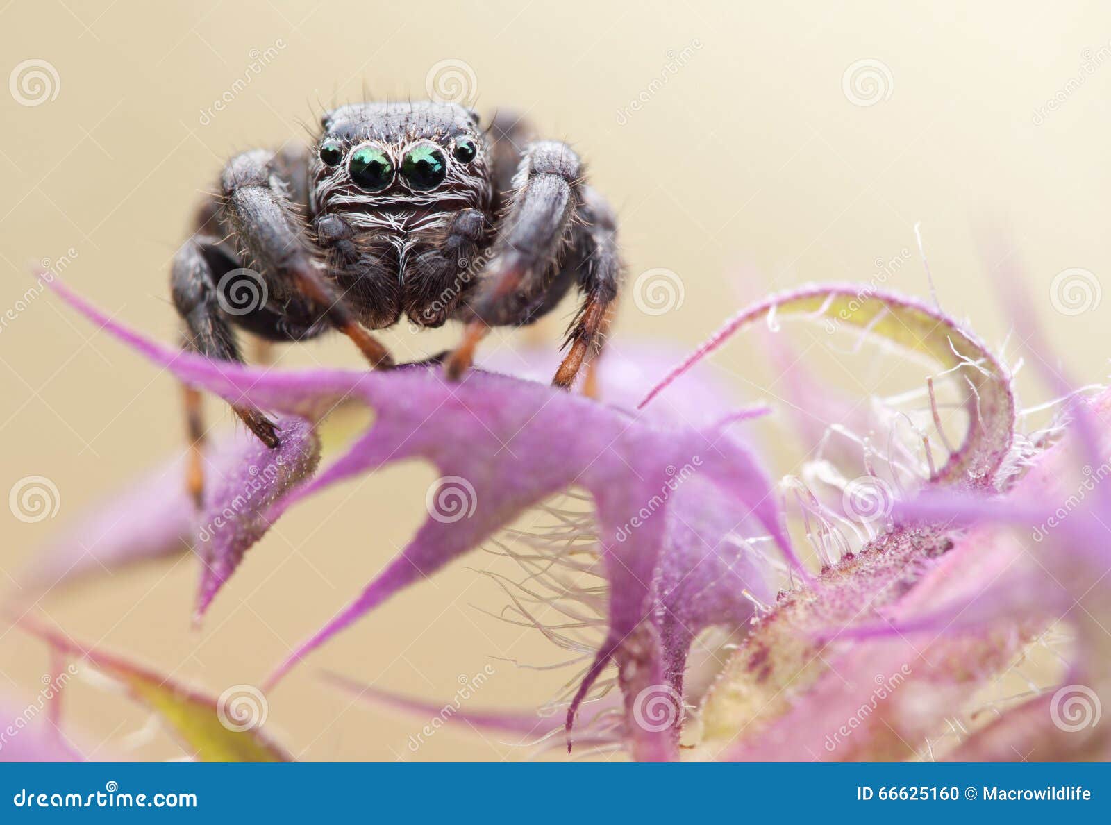 Evarcha Arcuata Jumping Spider Macro Shot Stock Photo - Image of ...
