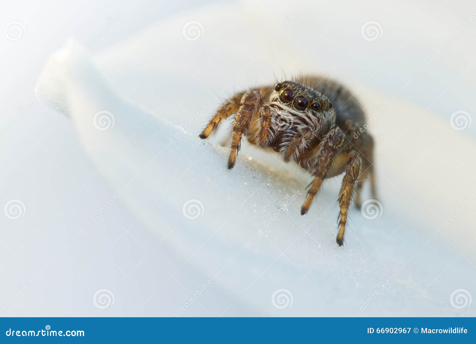 Evarcha Arcuata Jumping Spider Macro Shot Stock Image - Image of ...