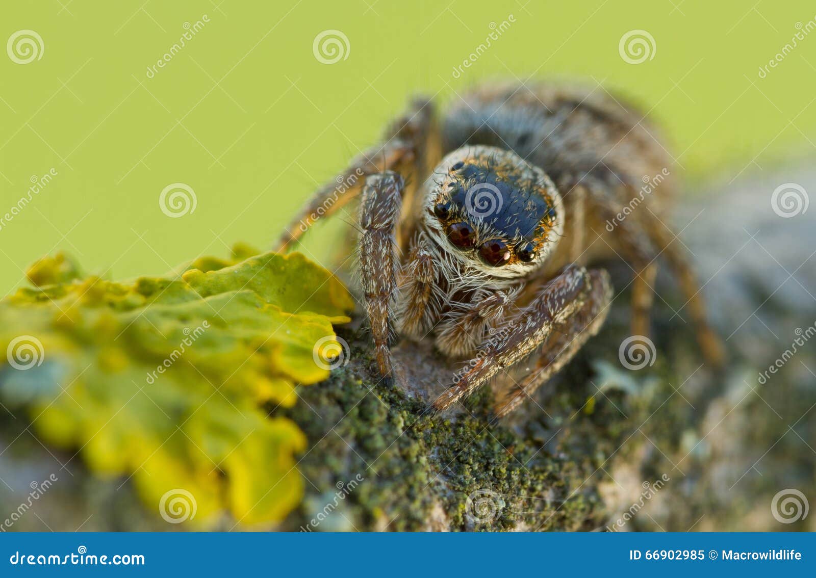 Evarcha Arcuata Jumping Spider Macro Shot Stock Image - Image of meadow ...