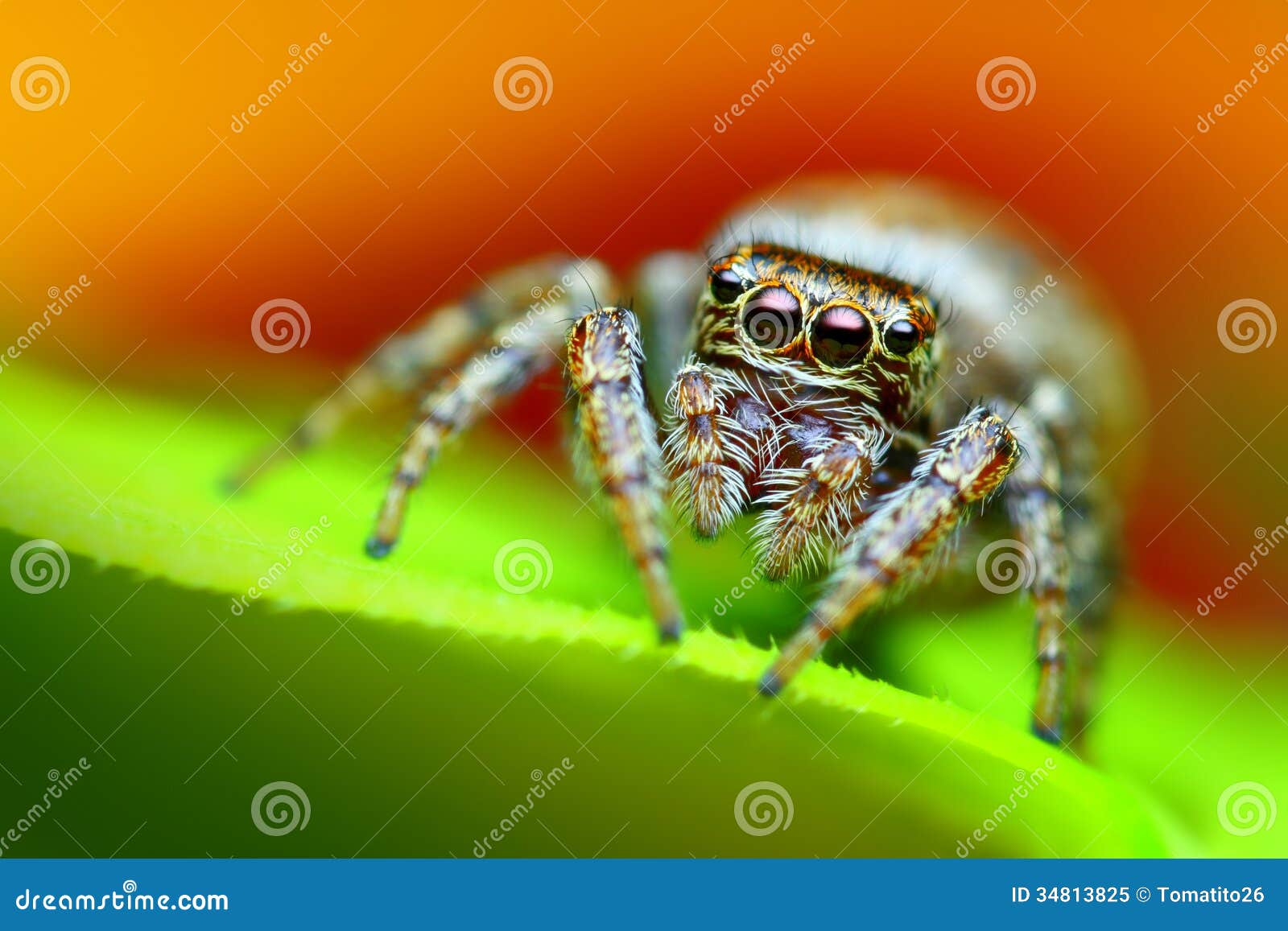 Spider Close Up Camel Spider Isolated On White Background. Closeup The ...