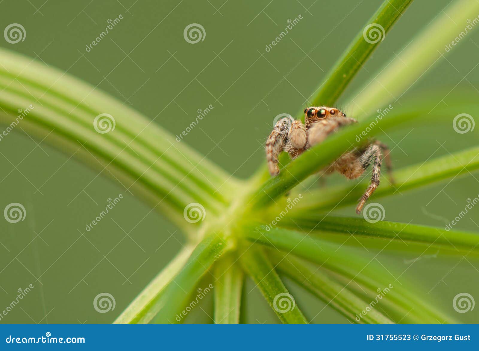Evarcha falcata stock image. Image of hairy, arachnida - 31755523