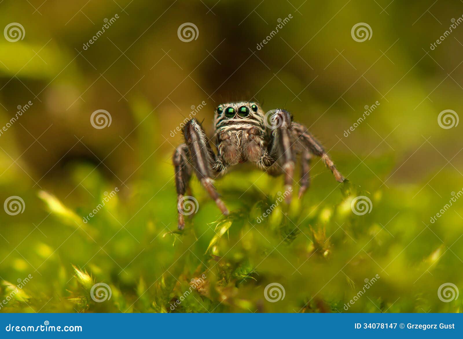 Evarcha - Jumping spider stock image. Image of beautiful - 34078147