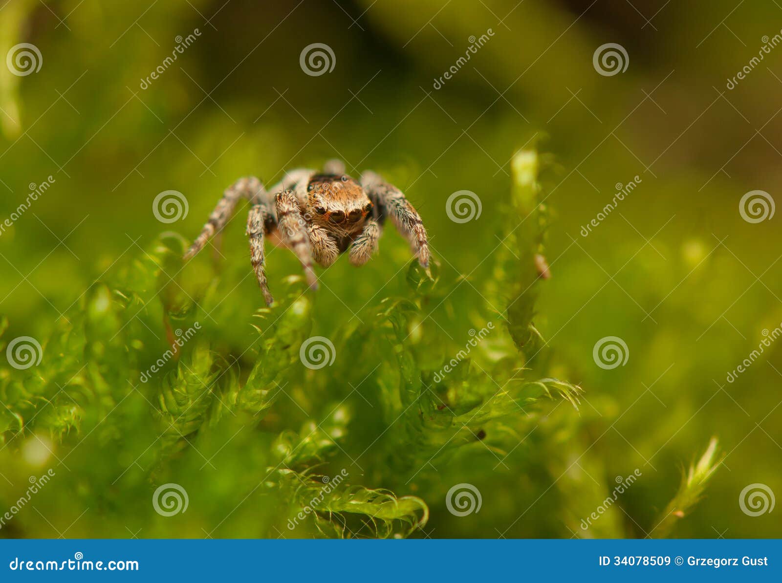 Evarcha - Jumping spider stock image. Image of evarcha - 34078509
