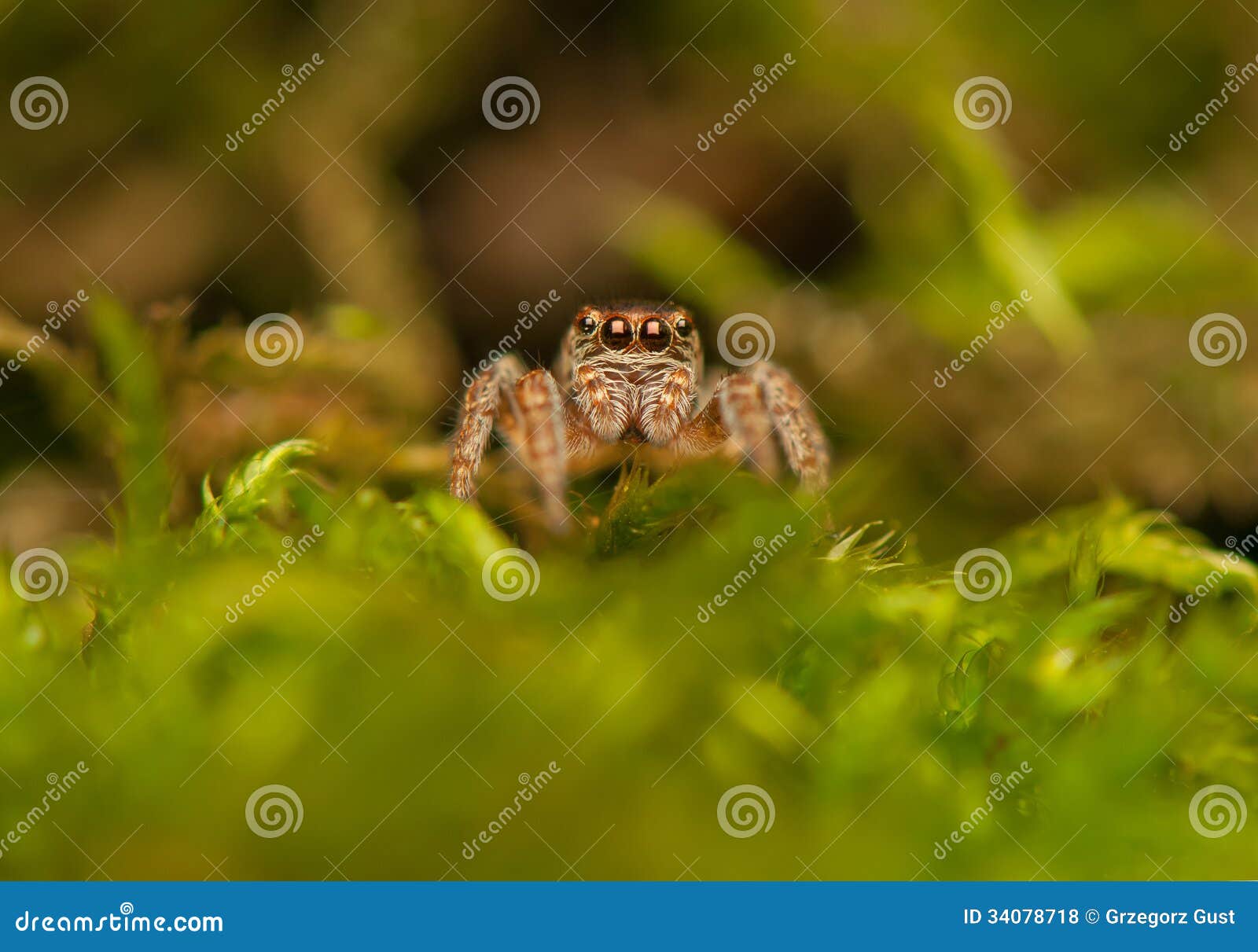 Evarcha - Jumping spider stock photo. Image of clseup - 34078718