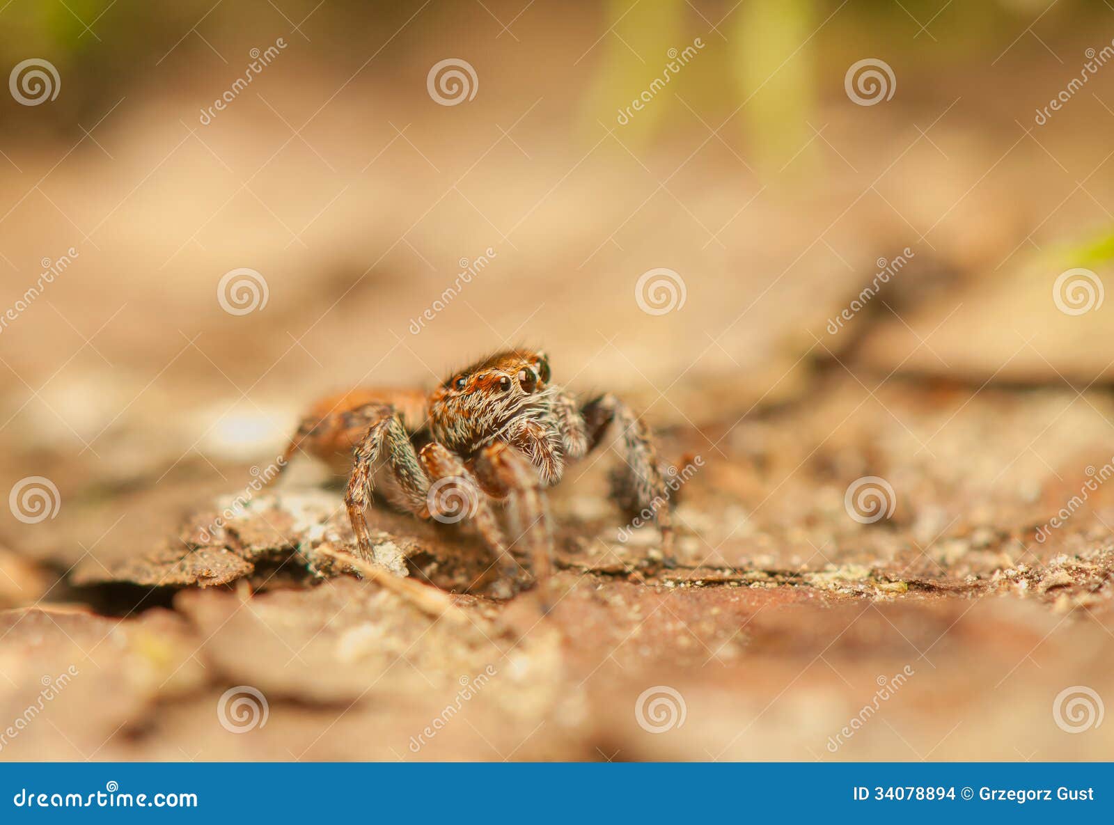 Evarcha - Jumping spider stock photo. Image of arthropod - 34078894