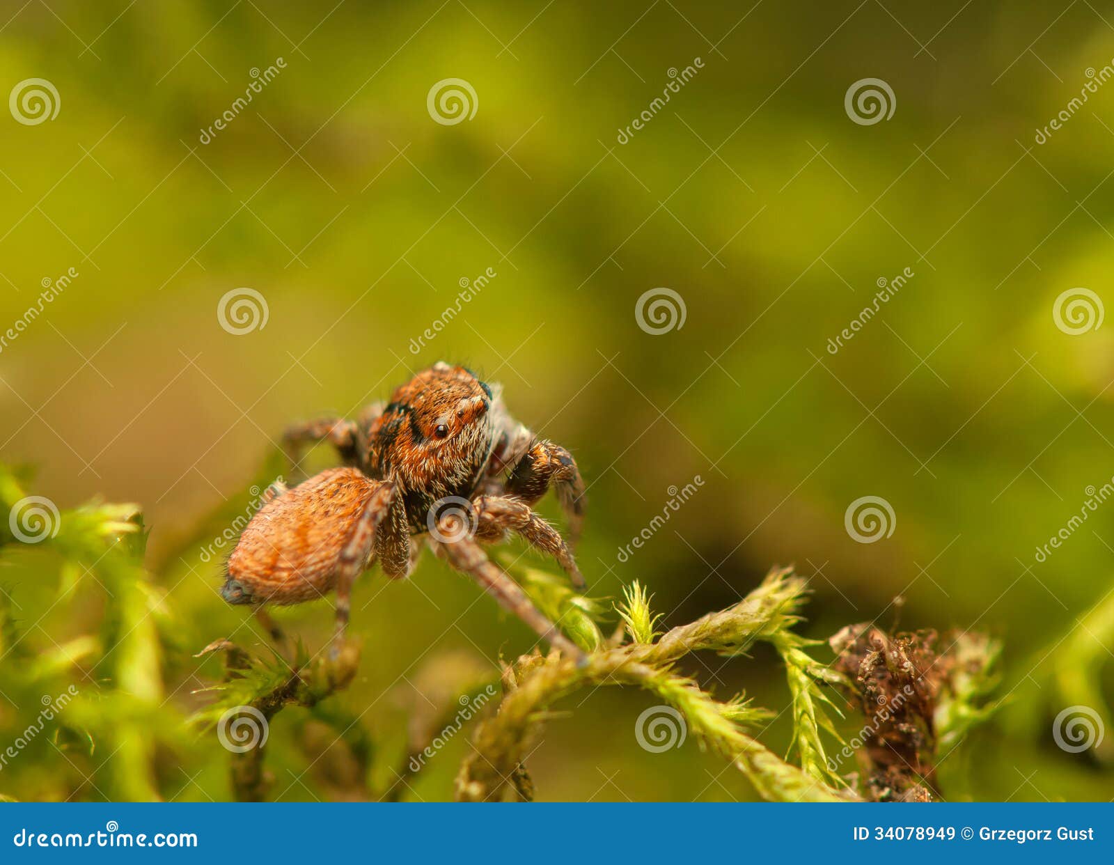 Evarcha - Jumping spider stock image. Image of jump, background - 34078949