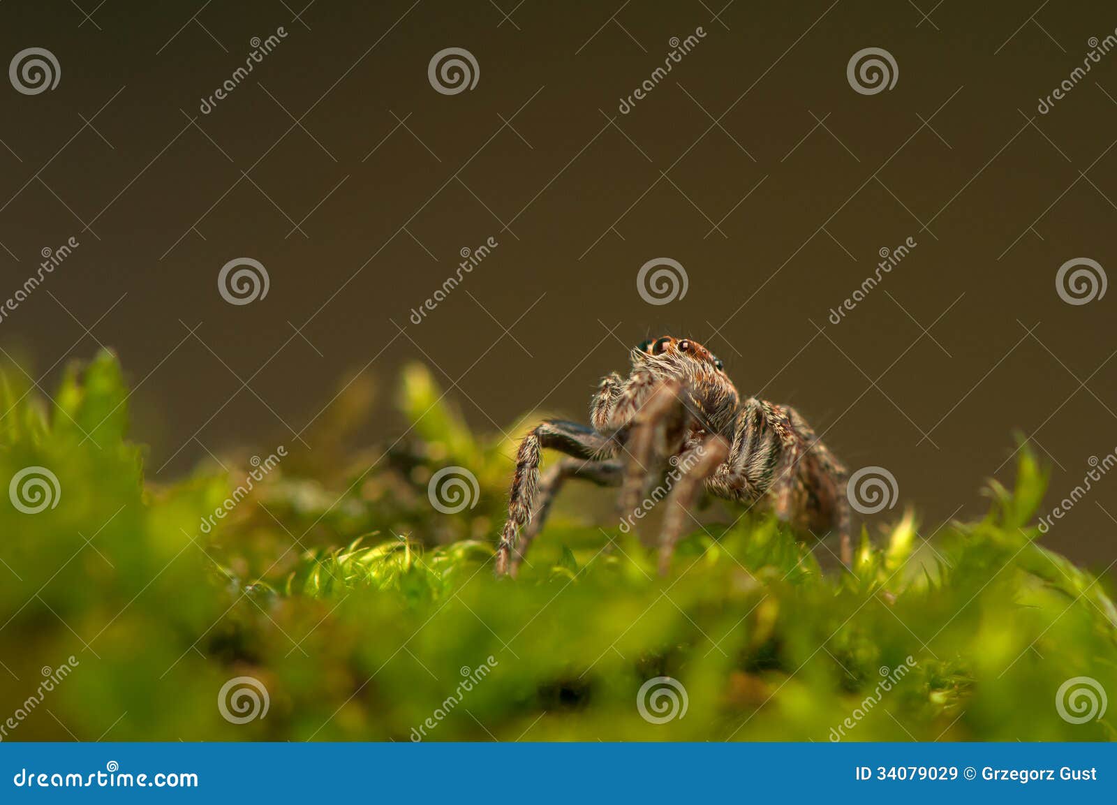 Evarcha - Jumping spider stock image. Image of macrophotography - 34079029