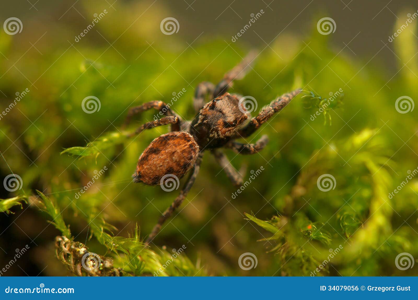 Evarcha - Jumping spider stock photo. Image of nature - 34079056