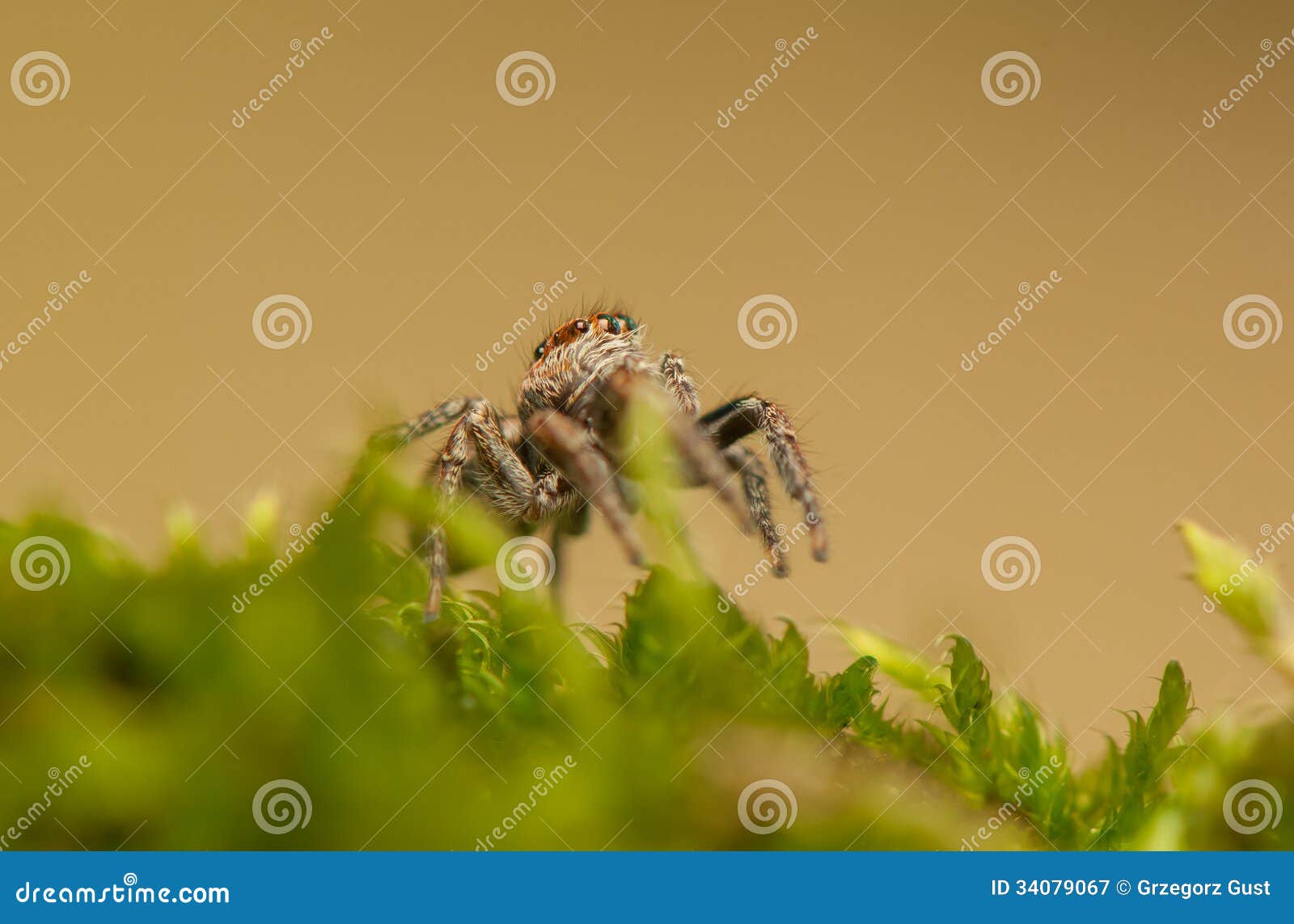 Evarcha - Jumping spider stock image. Image of animal - 34079067