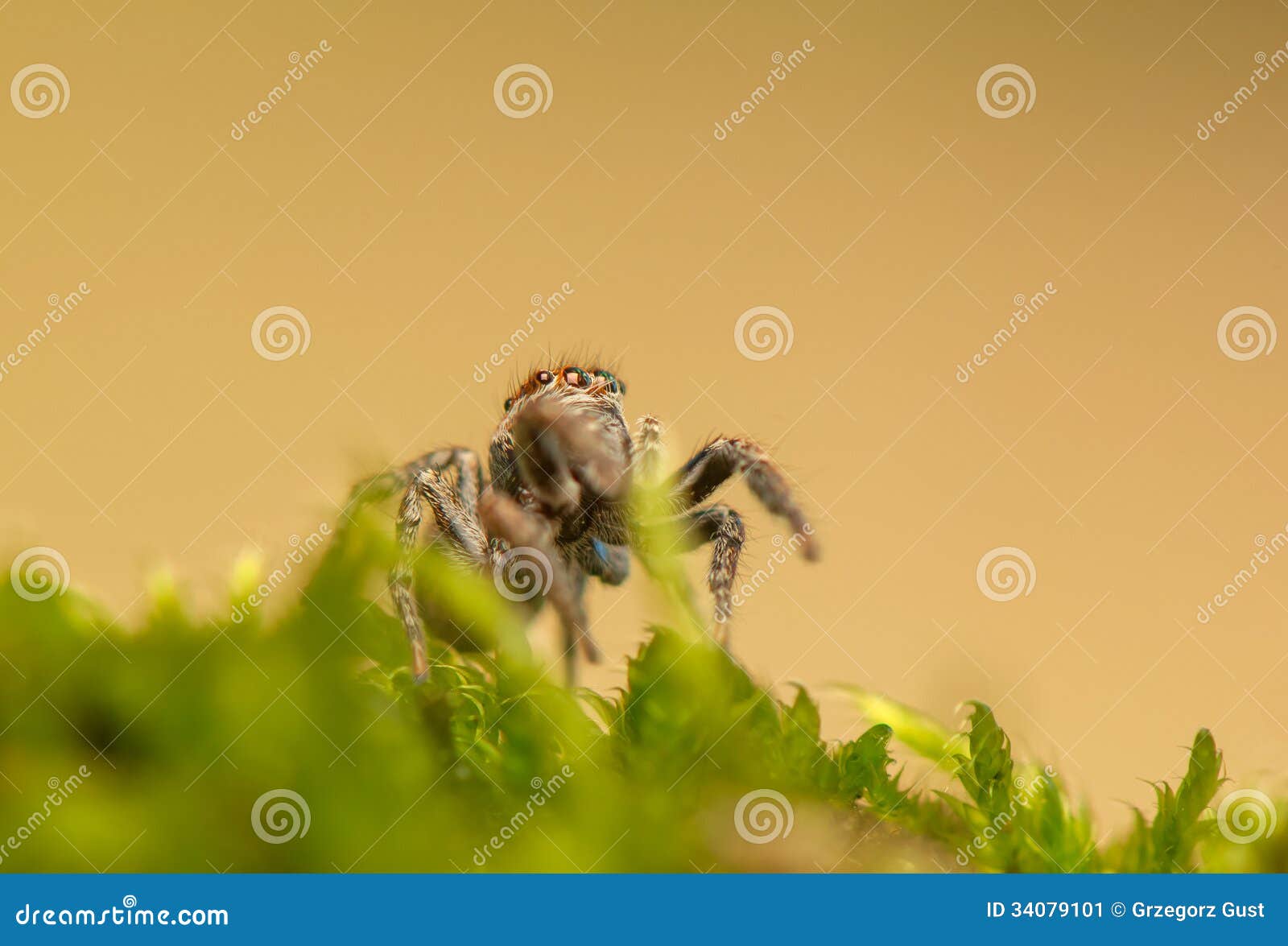 Evarcha - Jumping spider stock image. Image of outdoor - 34079101