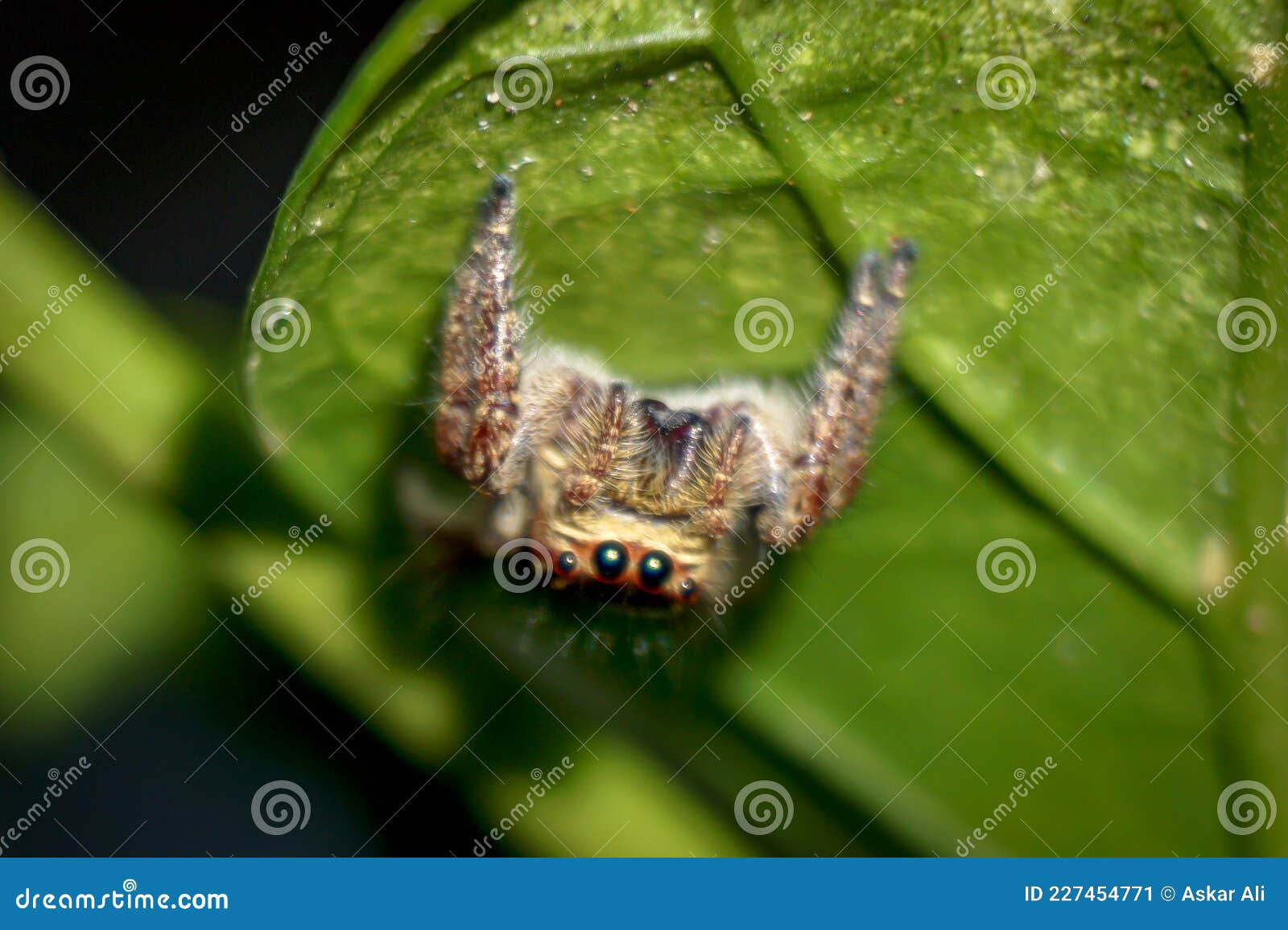 Evarcha Spider Hanging on the Leaf Stock Image - Image of hanging ...