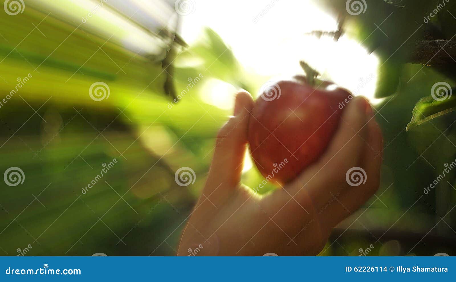 Adam Eve Stock Footage & Videos - 81 Stock Videos