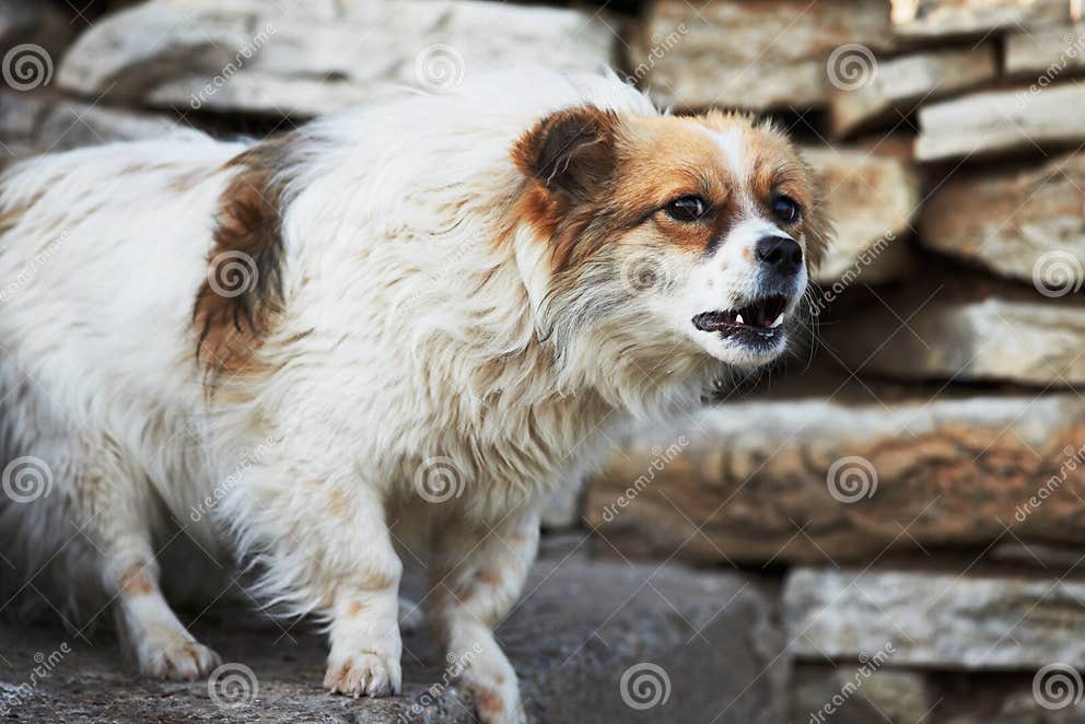 Evel dog stock image. Image of mammal, malicious, evel - 19223011