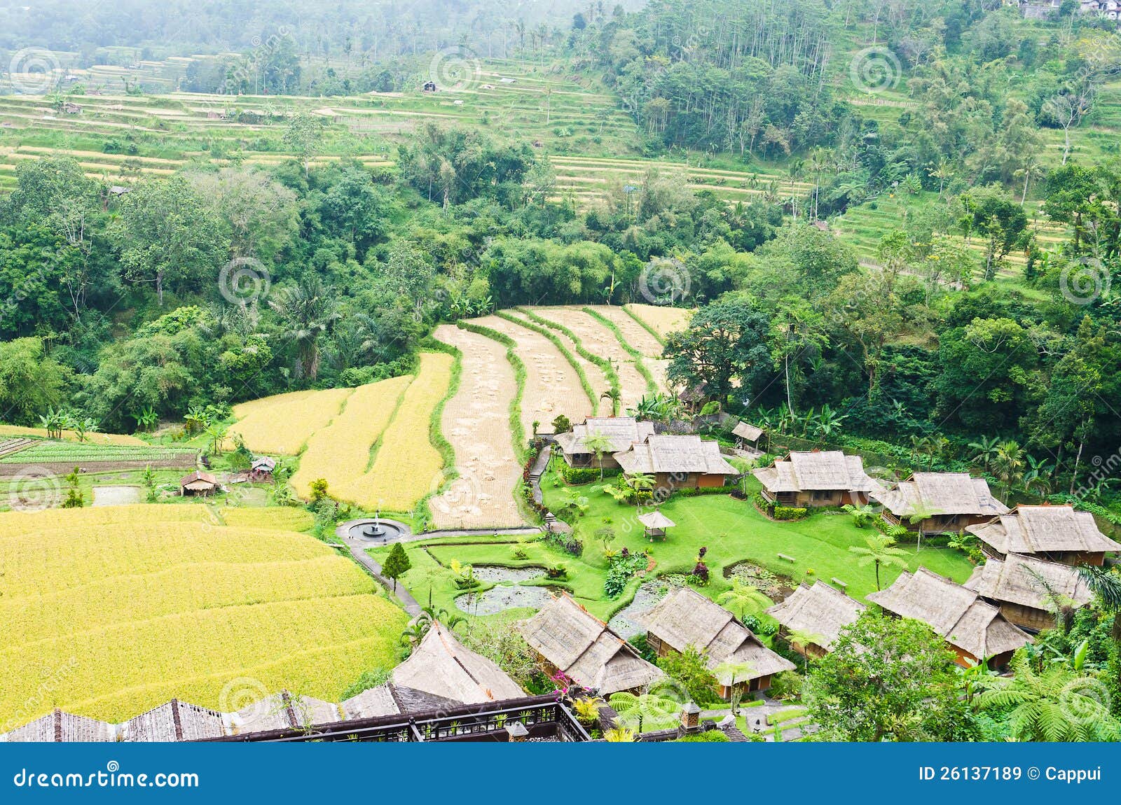 Even Built Irrigated Rice Fields and Resort Stock Image - Image of ...