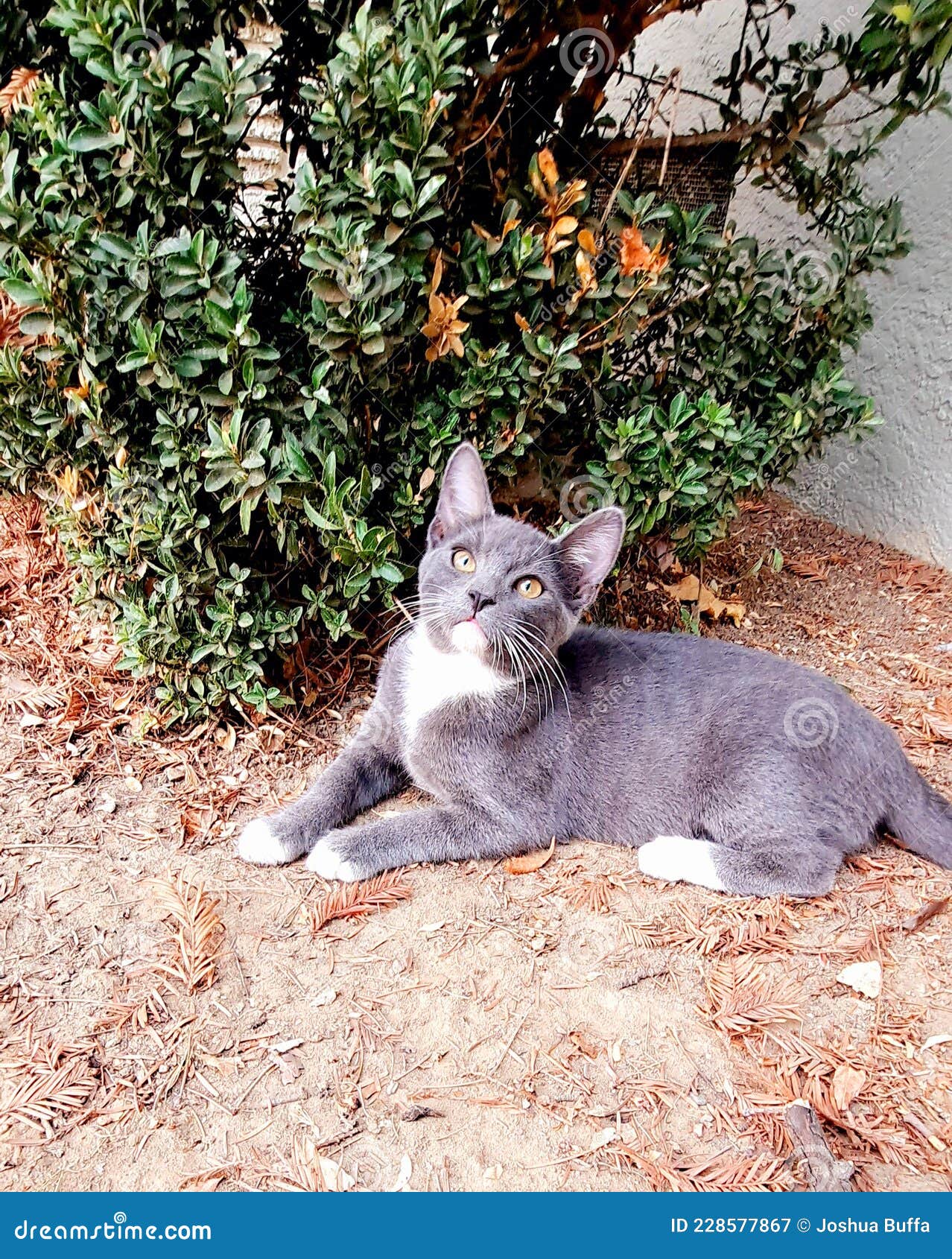 Even cats daydream stock image. Image of catc, mammal - 228577867