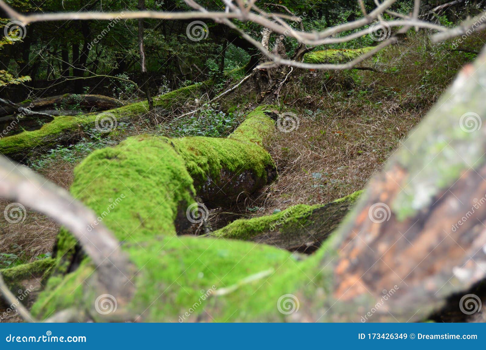 Moss on old trees stock image. Image of moss, remains - 173426349