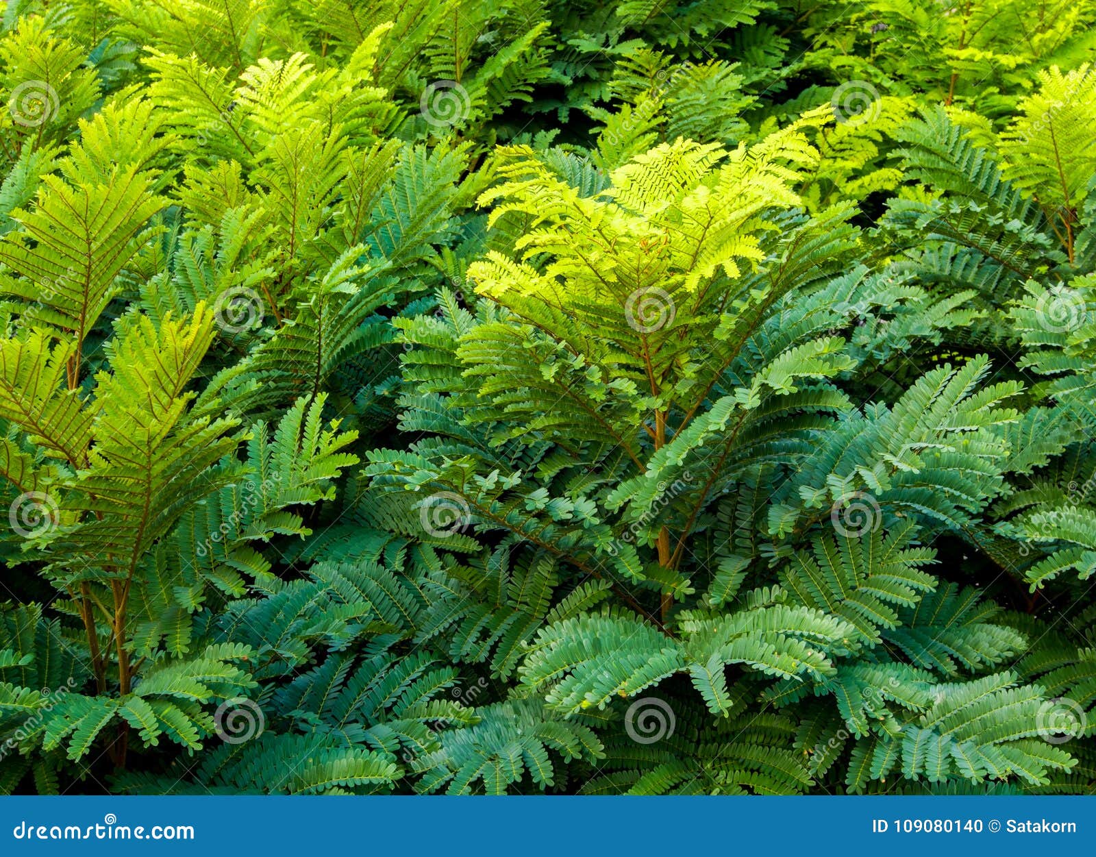 Even Pinnately Compound Leaves of Trees Stock Photo - Image of white ...