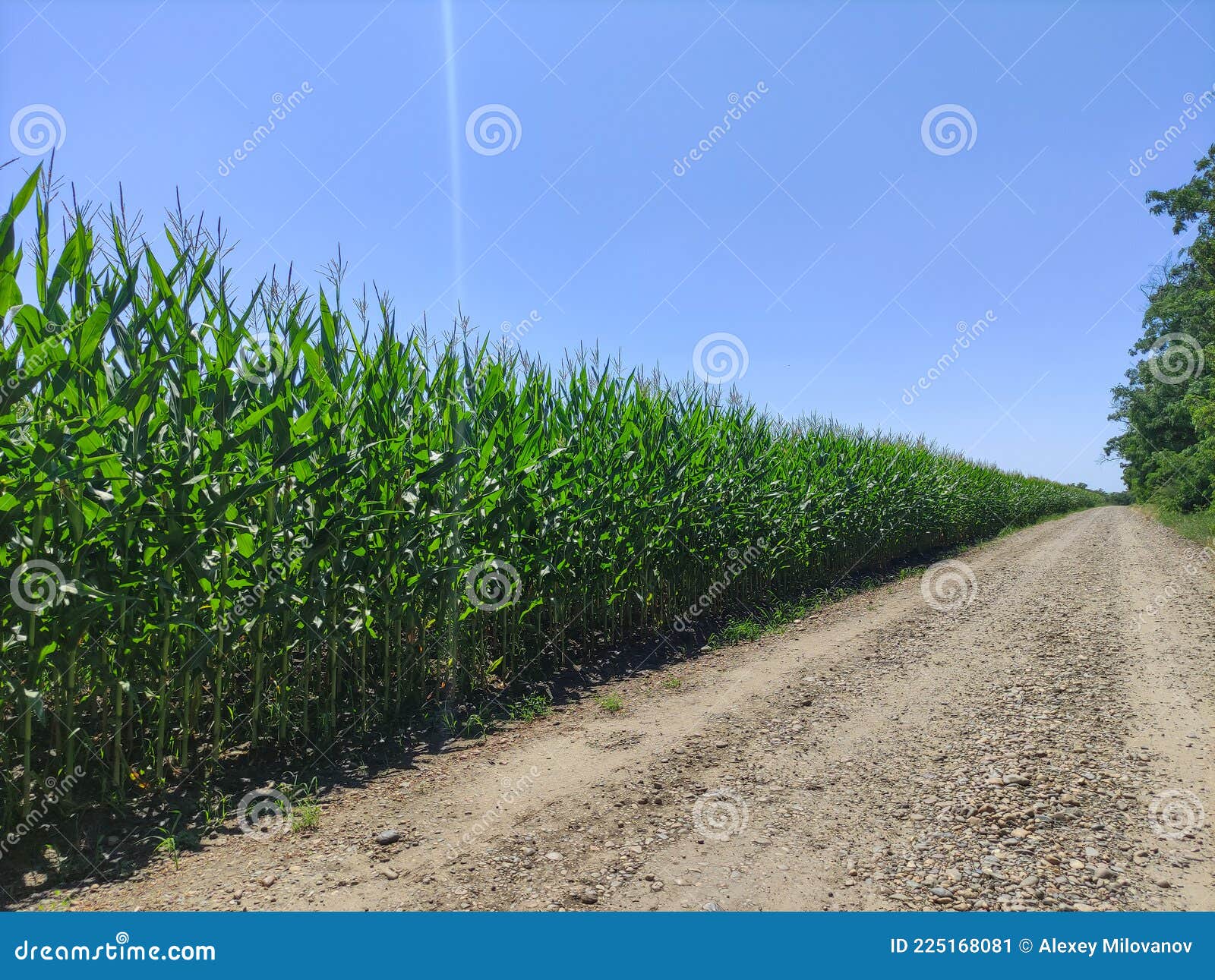 An Even Row of Corn and a Country Road Near Stock Image - Image of ...