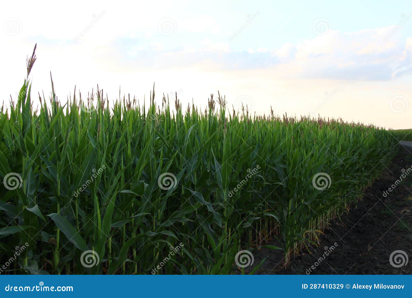 Even Row of Corn in the Field Stock Image - Image of growing, natural ...