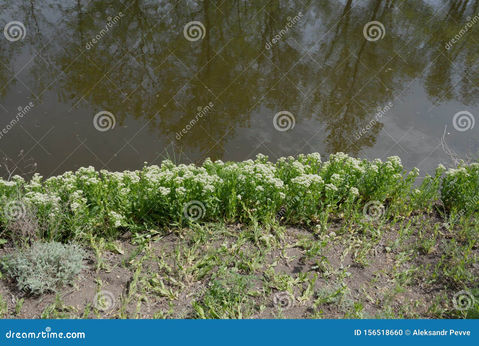 An Even Row of Wildflowers Grew on the Banks of the River Stock Photo ...