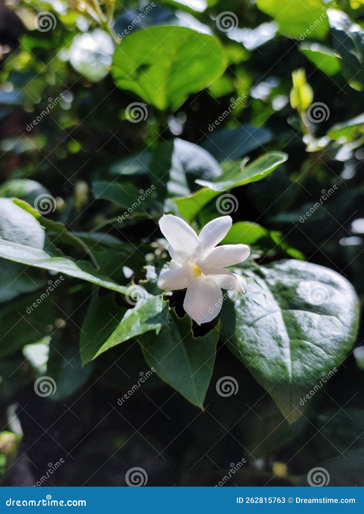 Even the Smallest Flower Can Have the Strongest Roots Stock Image ...