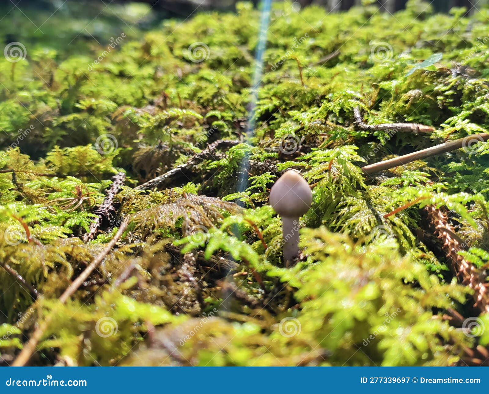 Small Mushroom in the Undergrowth Stock Image - Image of protagonist ...