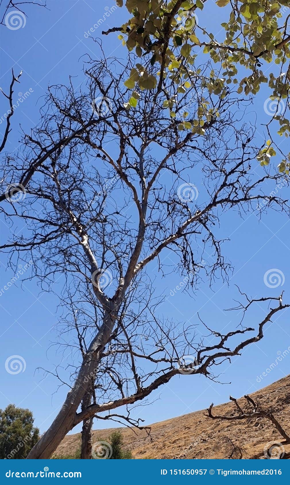 Exchange of roles stock image. Image of peevosity, tree - 151650957