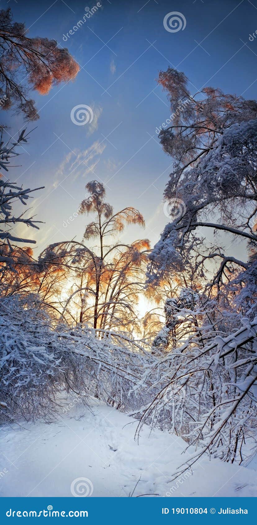 Evening above snowy forest stock photo. Image of forest - 19010804