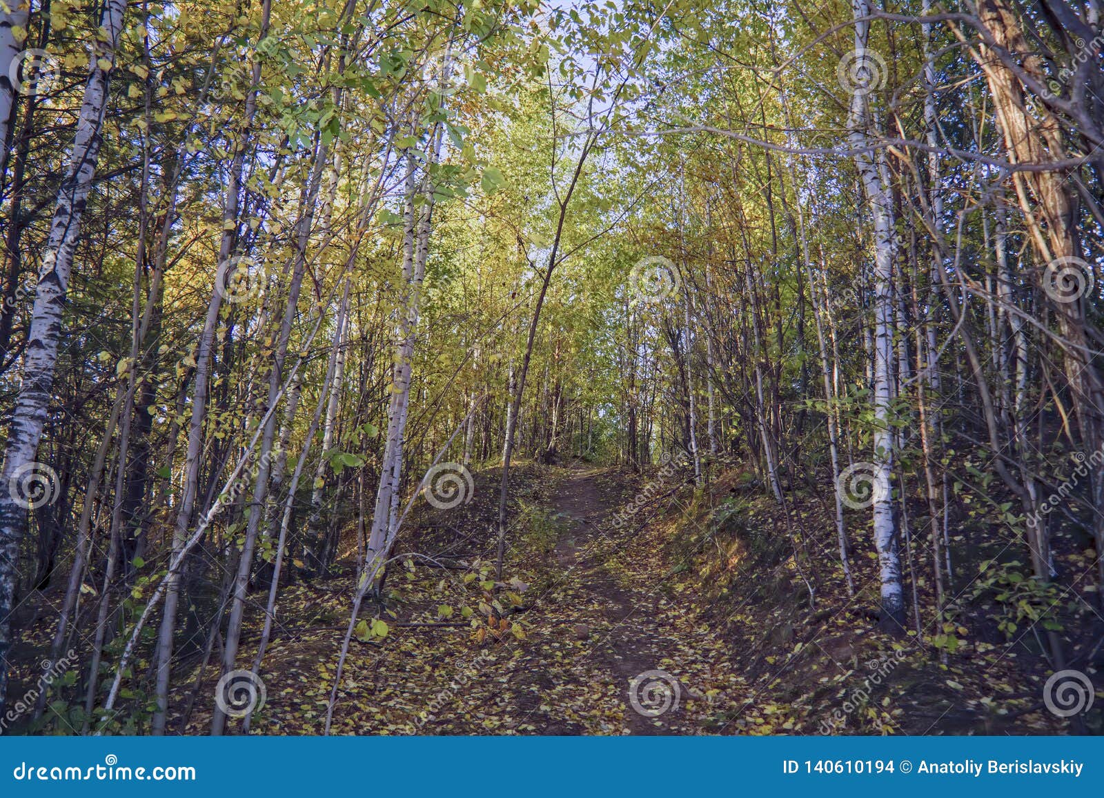 Evening Autumn Birch Forest in Sunlight Stock Photo - Image of ...