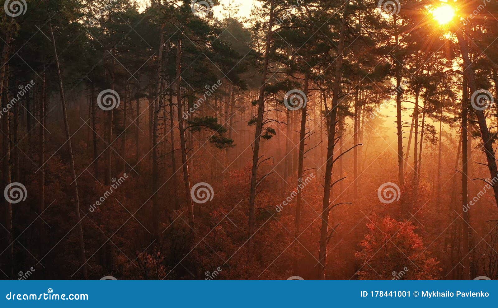 A Purple, Warm Sunset in the Autumn Forest Stock Image - Image of ...