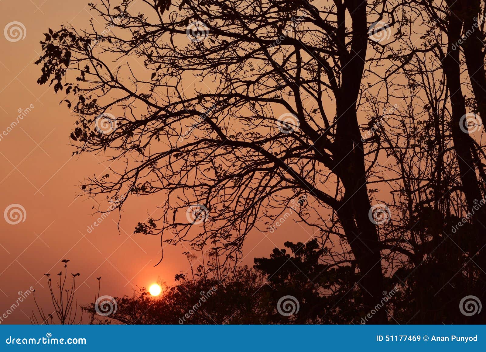 Evening Backlight tree stock image. Image of oscuro, evening - 51177469