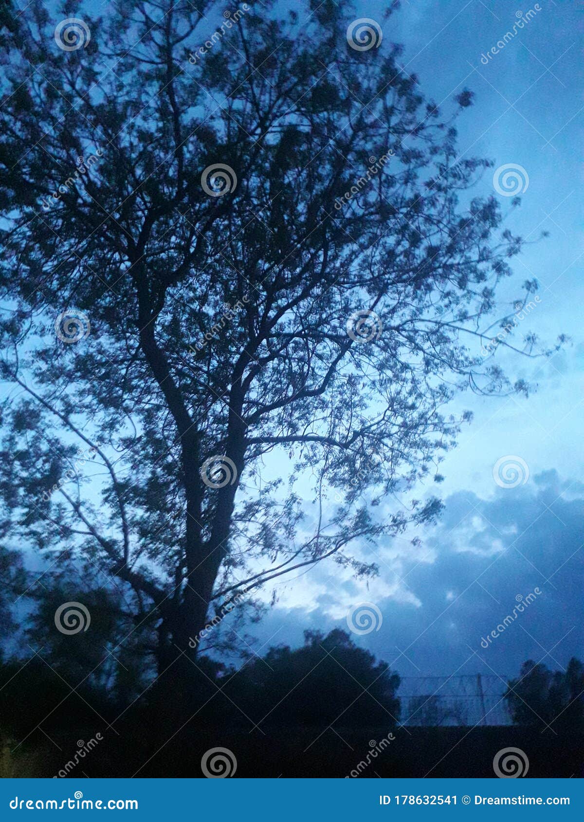 In Evening Bluey Sky And Tree Stock Image | CartoonDealer.com #178632541