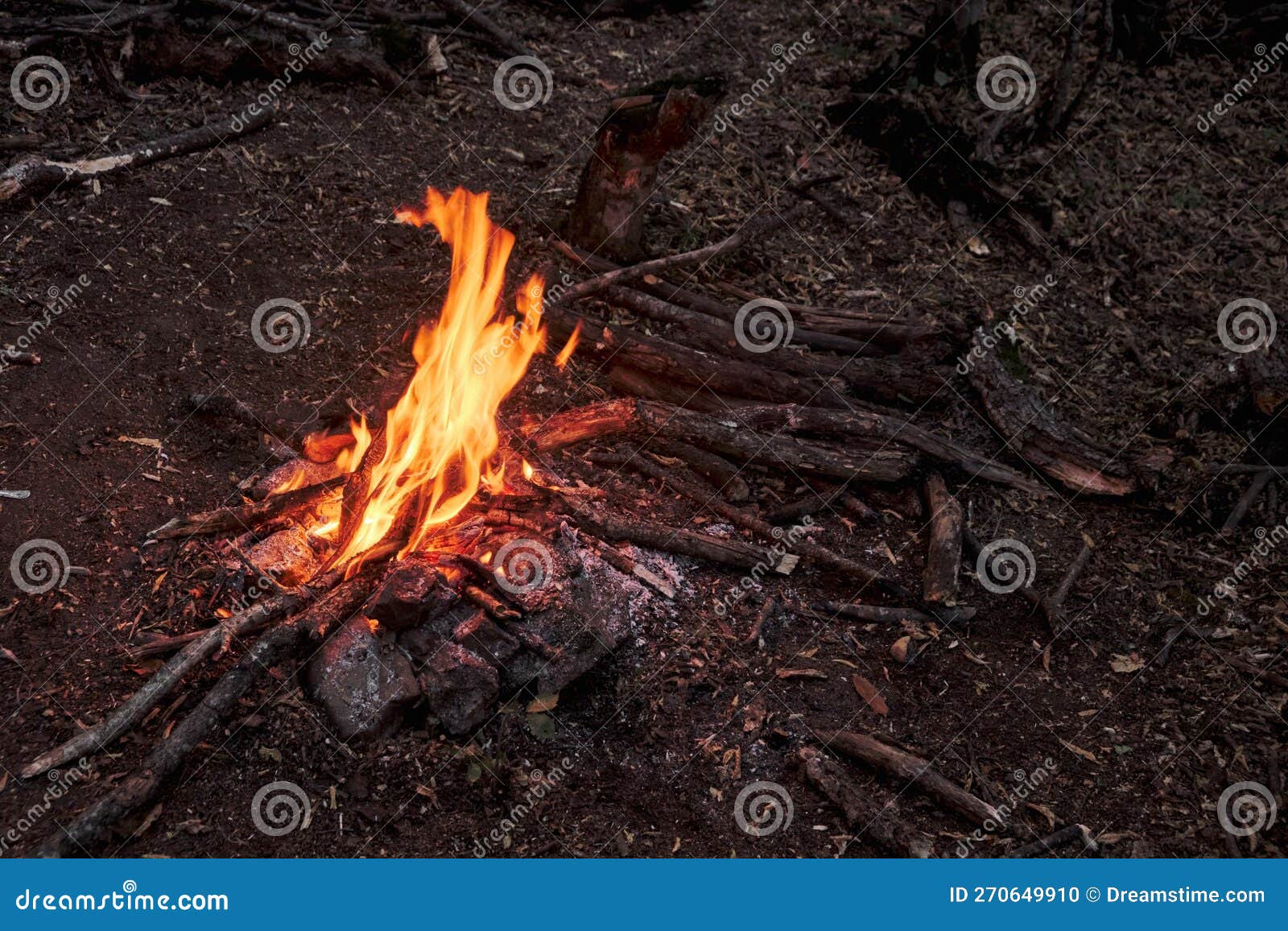 Beautiful Campfire in Forest Stock Photo - Image of flame, camp: 270649910