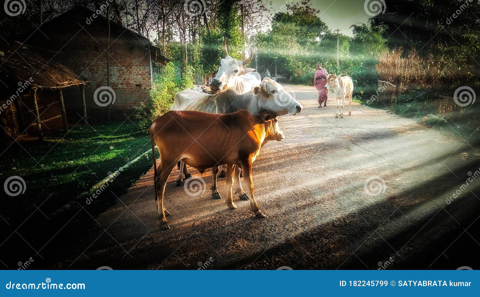 Evening countryside cow. stock image. Image of dark - 182245799