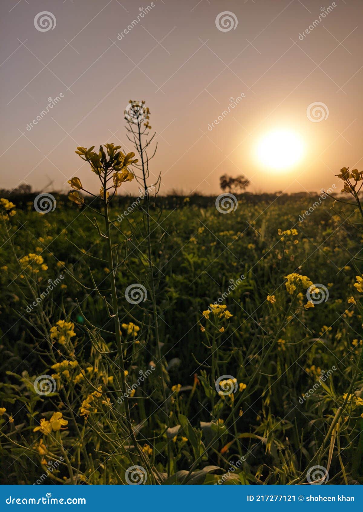 Evening in the Farm stock image. Image of leaf, lighting - 217277121