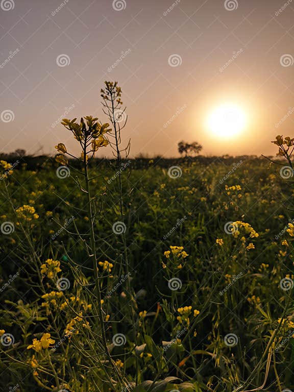 Evening in the Farm stock image. Image of leaf, lighting - 217277121
