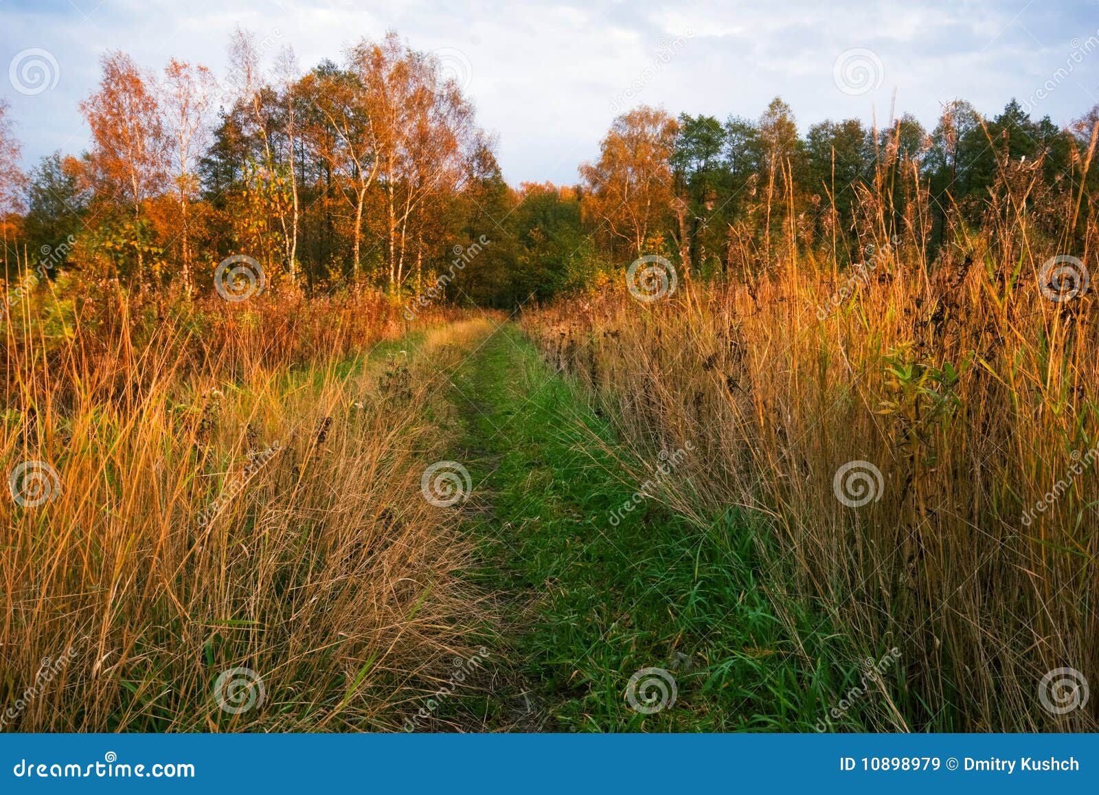 Evening in the field stock image. Image of botanical - 10898979
