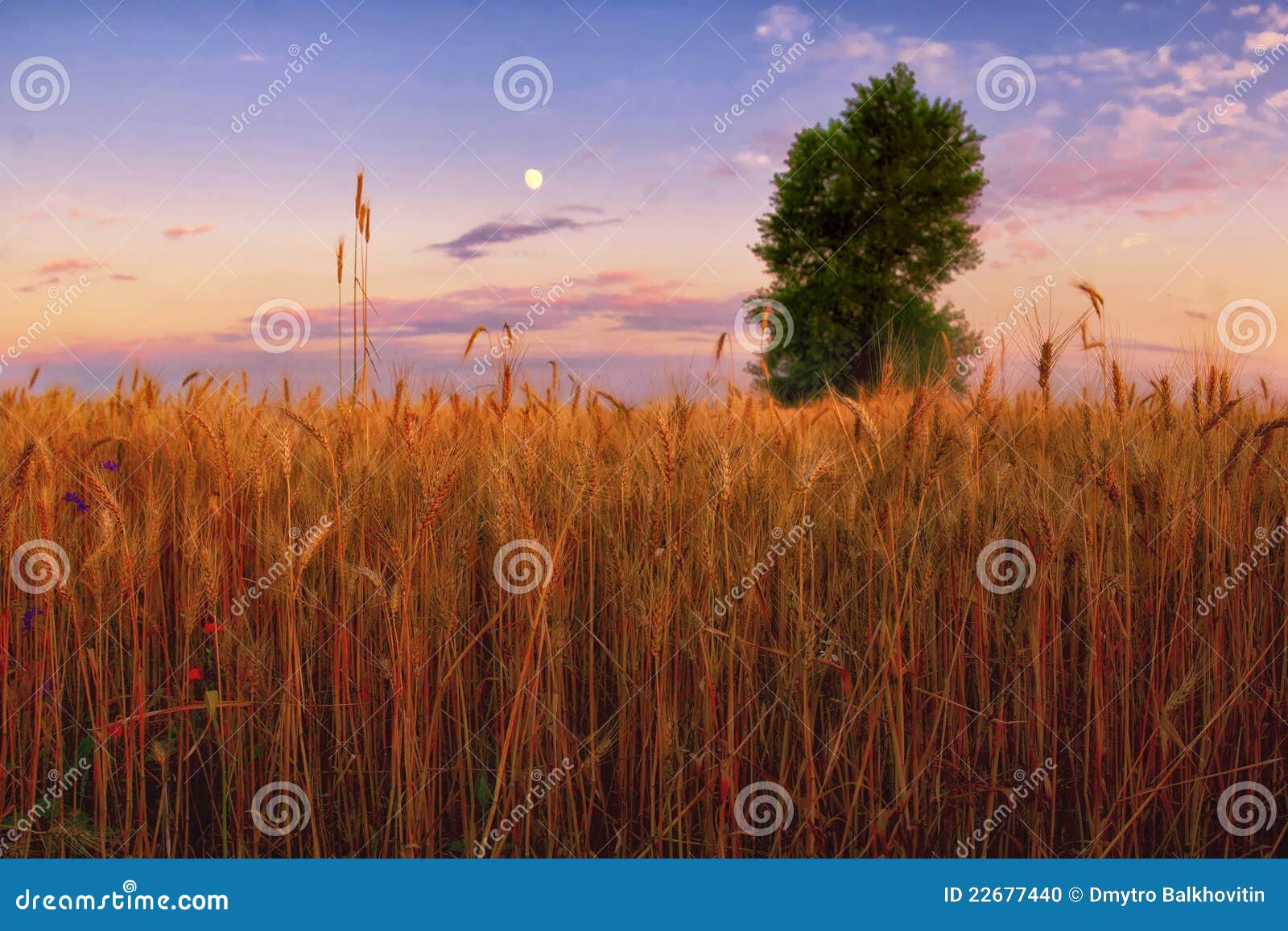 Evening field stock photo. Image of food, grain, agricultural - 22677440