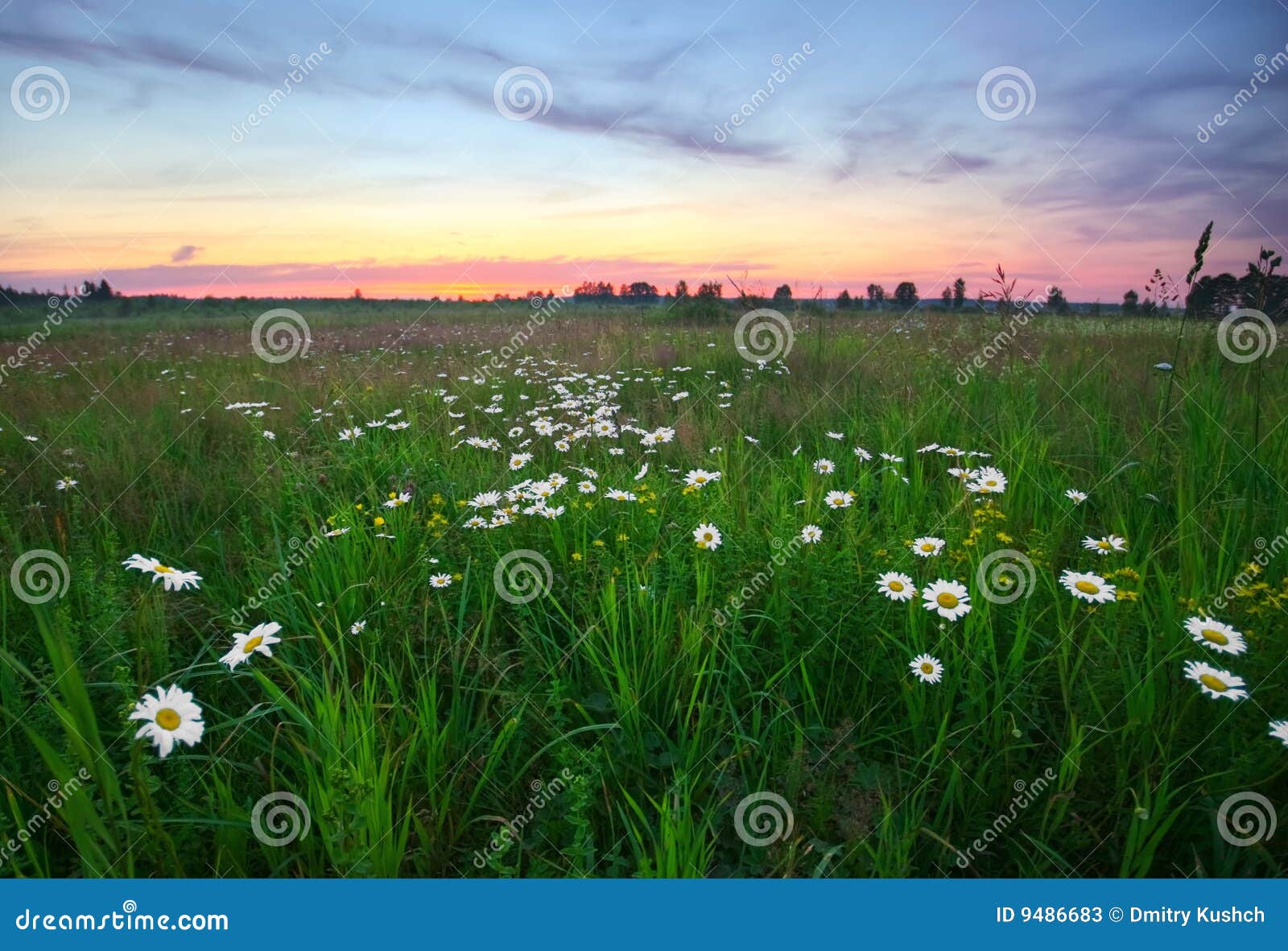 Evening in the field stock image. Image of closeup, camomiles - 9486683
