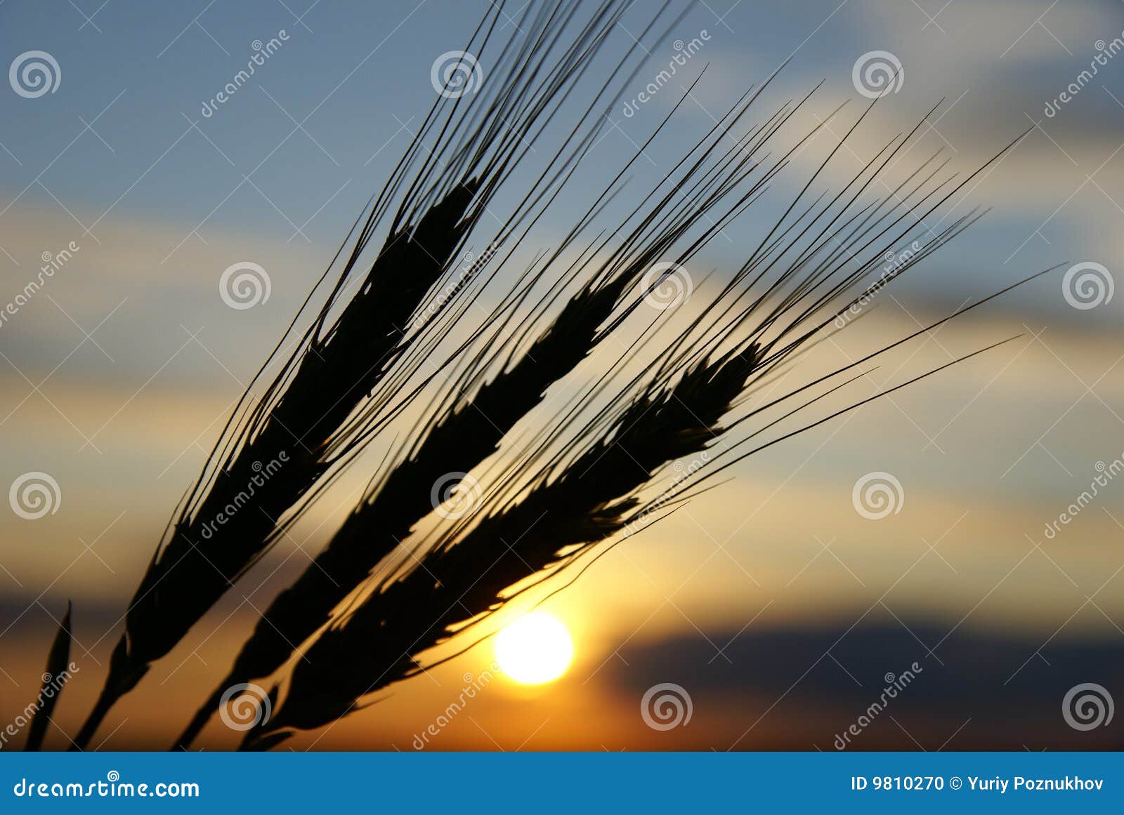 Evening on the field stock photo. Image of macro, horizontal - 9810270