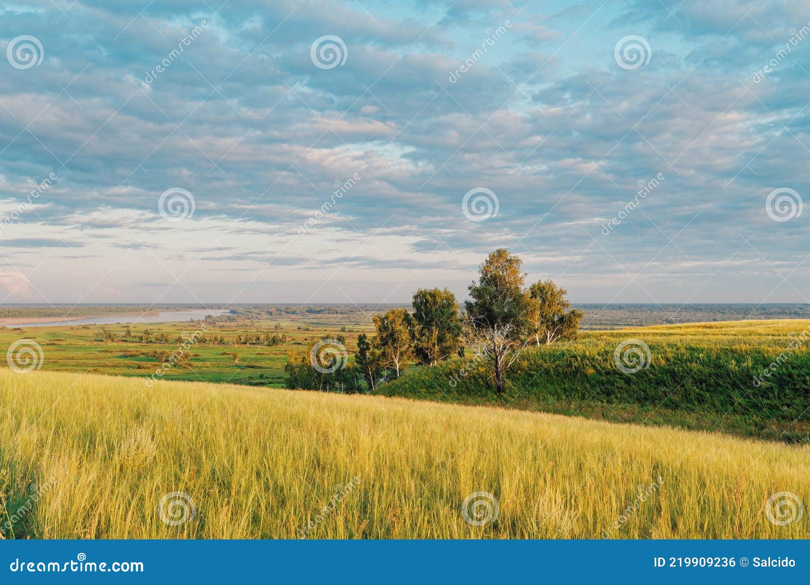 Evening Fields of Different Grass, Illuminated by the Evening Sun, the ...