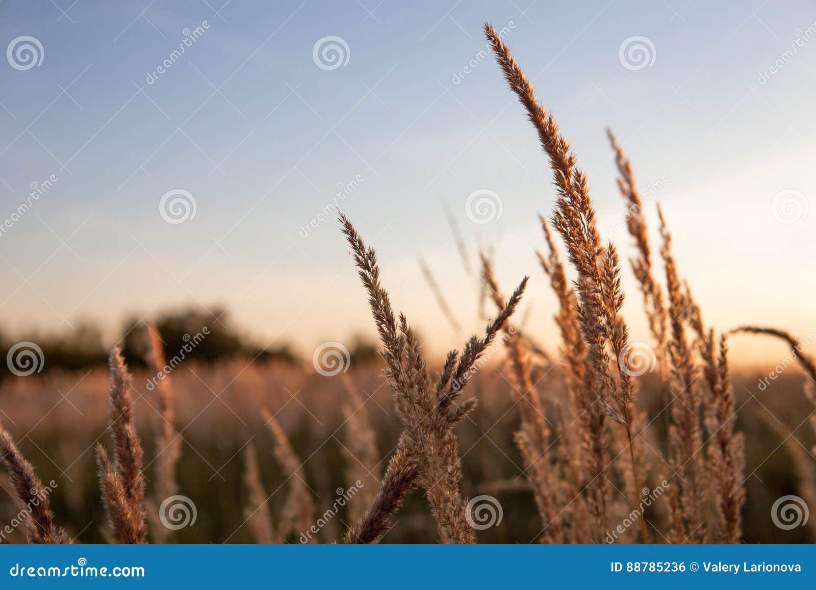 Evening in fields stock photo. Image of beards, fields - 88785236